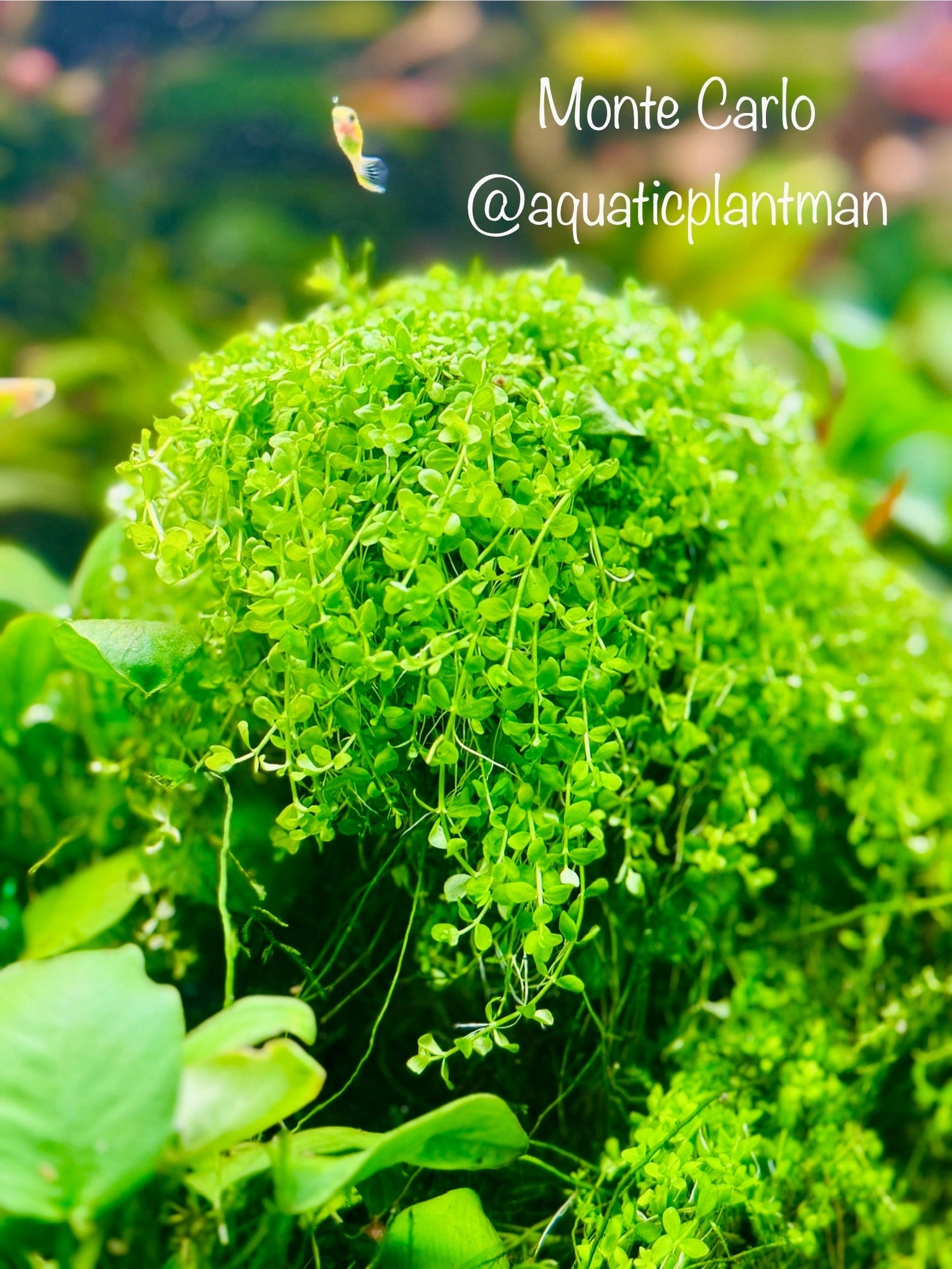 Monte Carlo Micranthemum (Micranthemum tweediei): The Ultimate Guide ...
