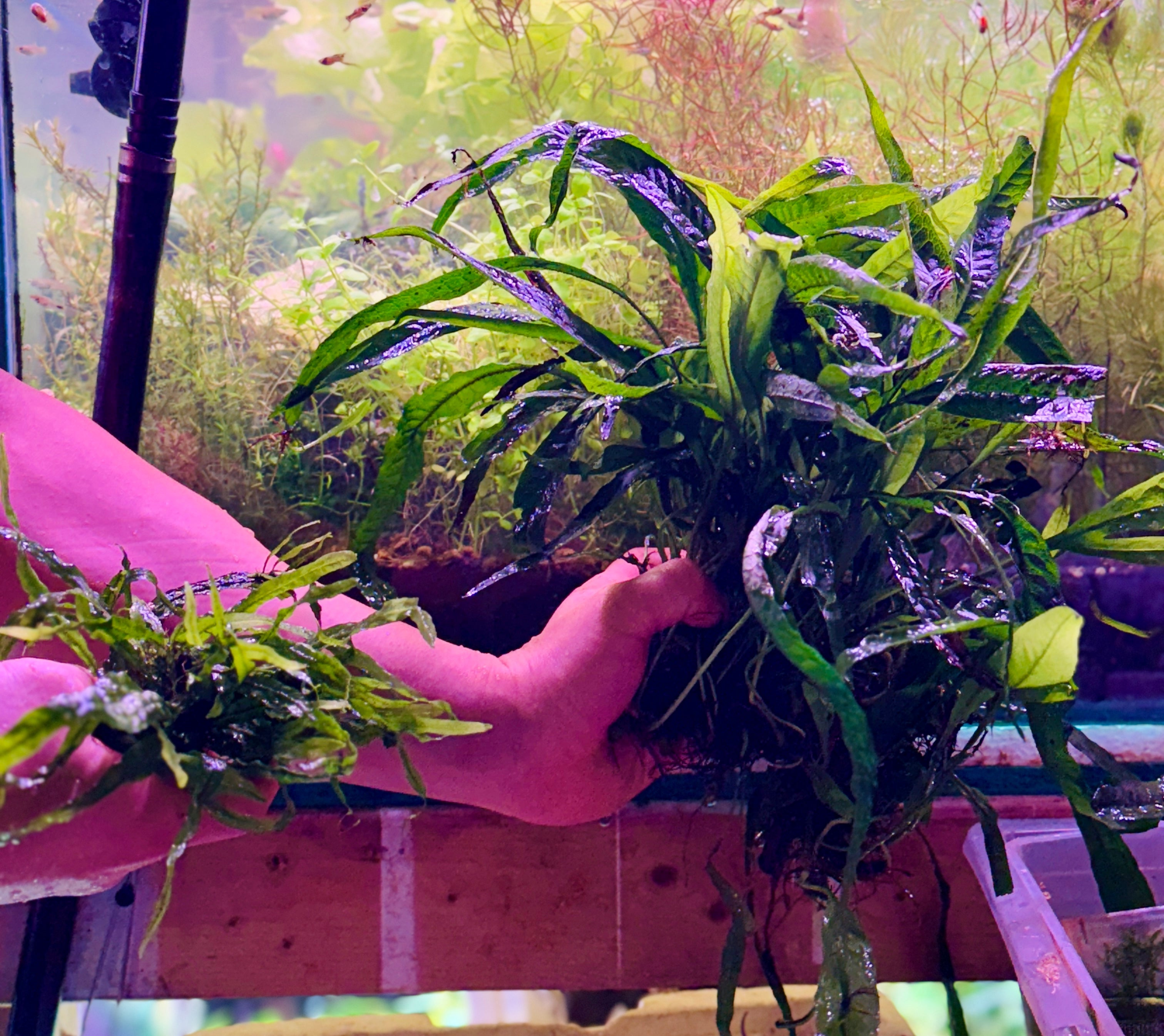 Needle Leaf Java Fern: Elegance in Aquascaping and a Nod to Takashi Am ...