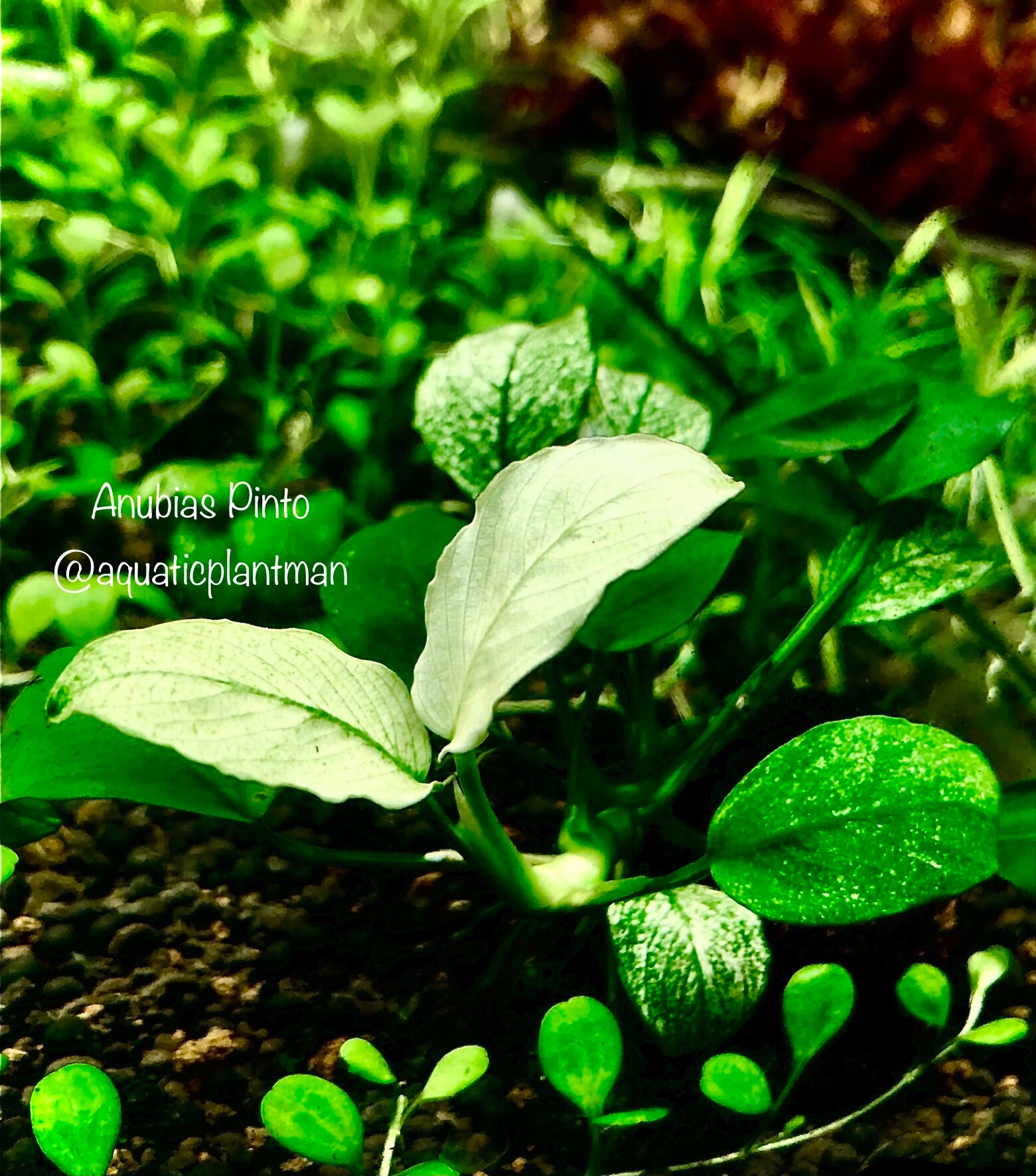 Rare Aquatic Plants – Aquatic Plant Man