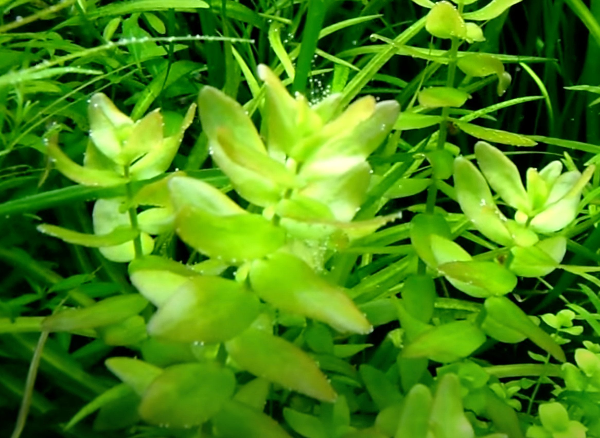 Easy Aquatic Plants – Page 2 – Aquatic Plant Man