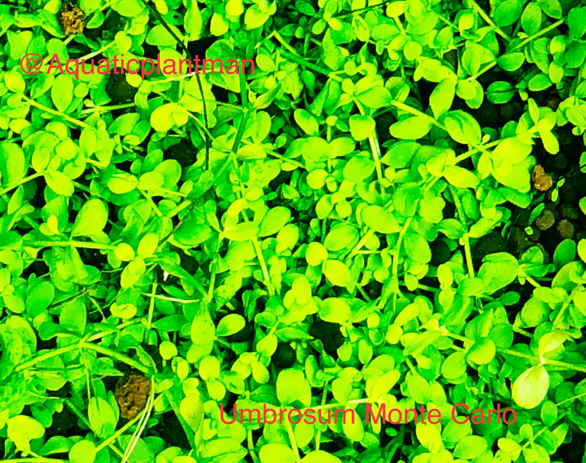 Foreground Plants – Aquatic Plant Man