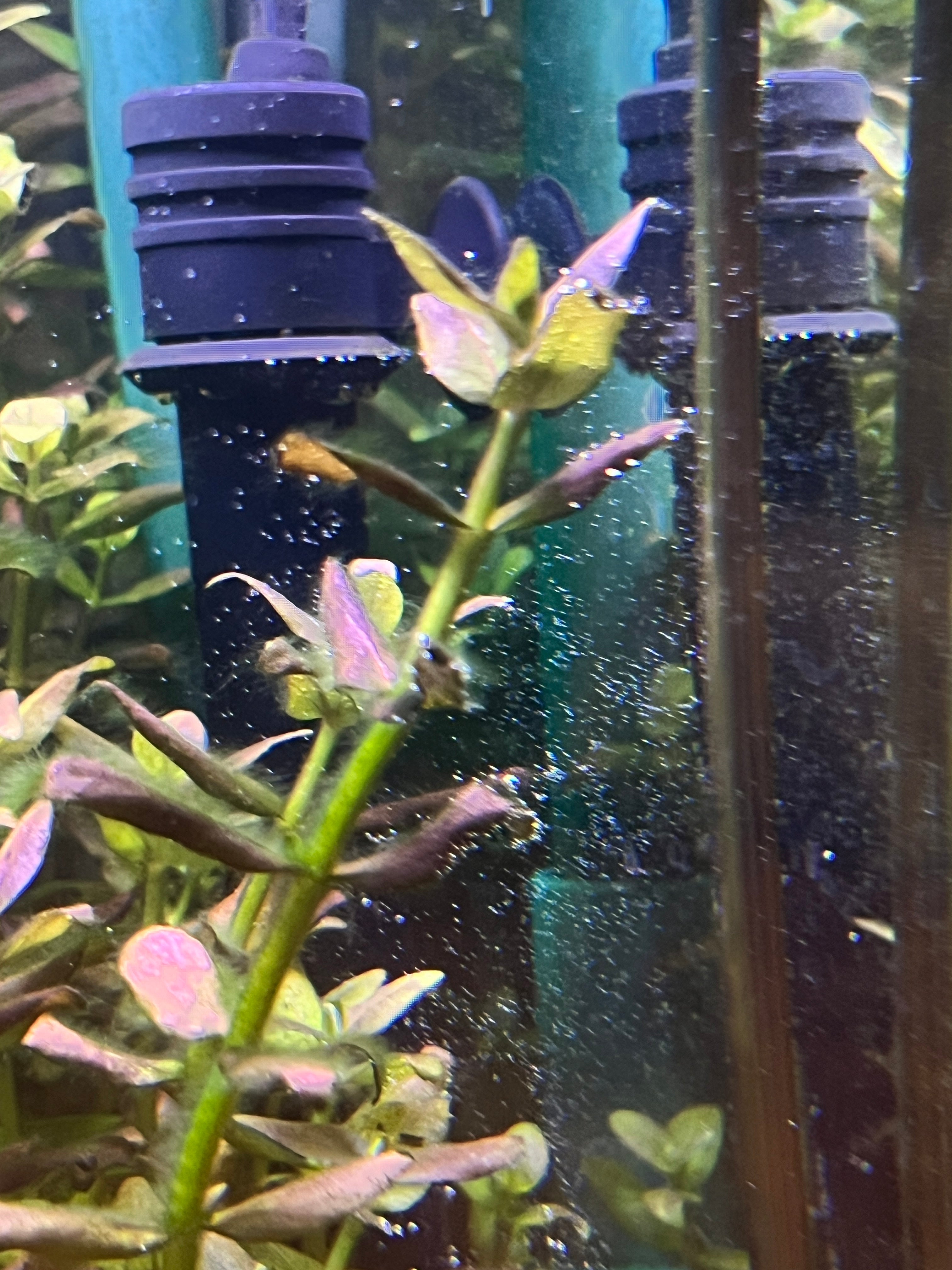 Bacopa Salzmanni sp. Araguaia – Aquatic Plant Man