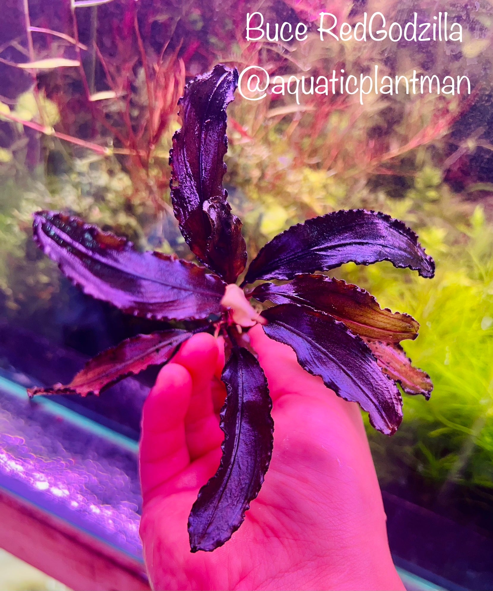 Bucephalandra Aquatic Plants – Aquatic Plant Man