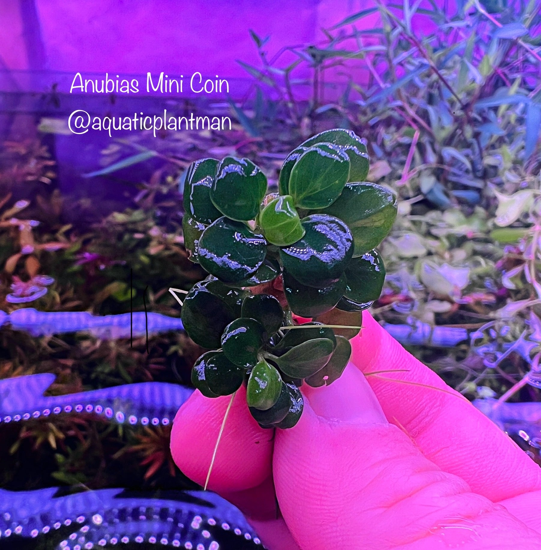 Anubias Mini Coin (rare) – Aquatic Plant Man