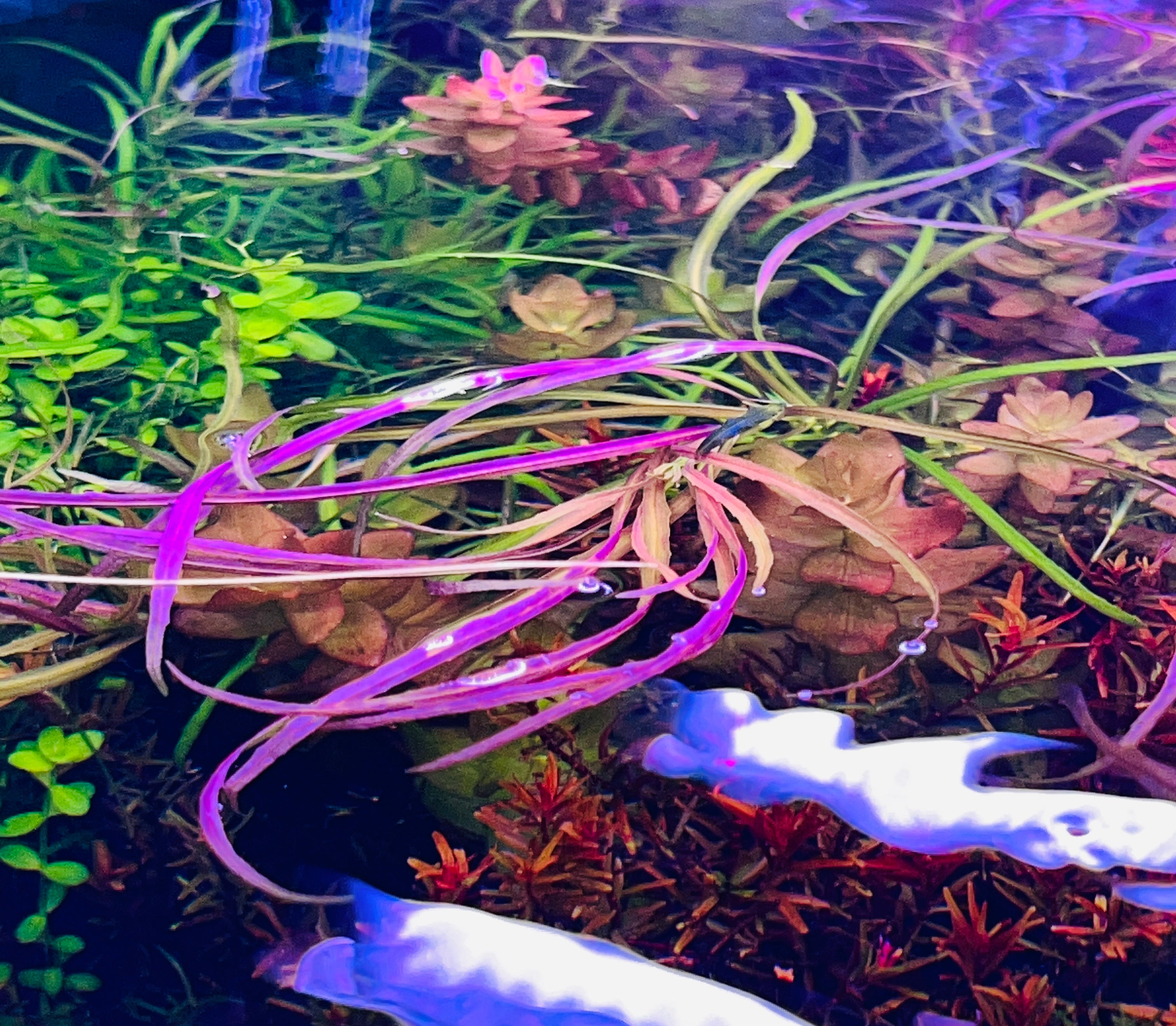 Pogostemon Stellatus Octopus – Aquatic Plant Man