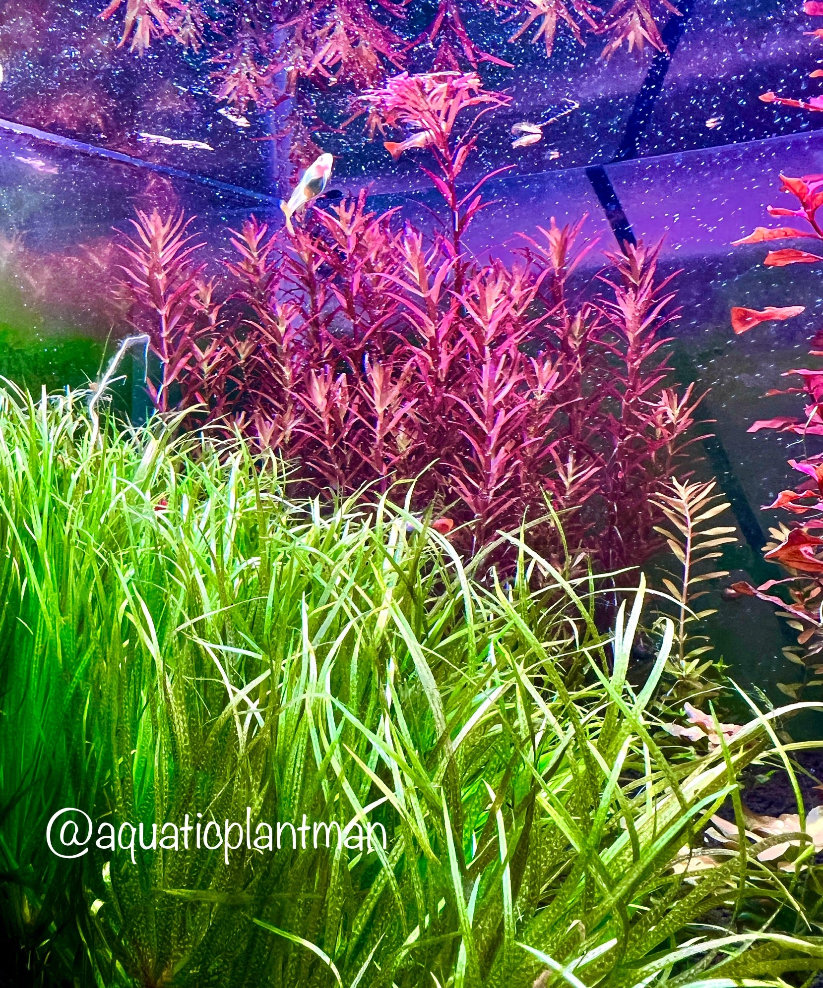 Rotala Colorata – Aquatic Plant Man