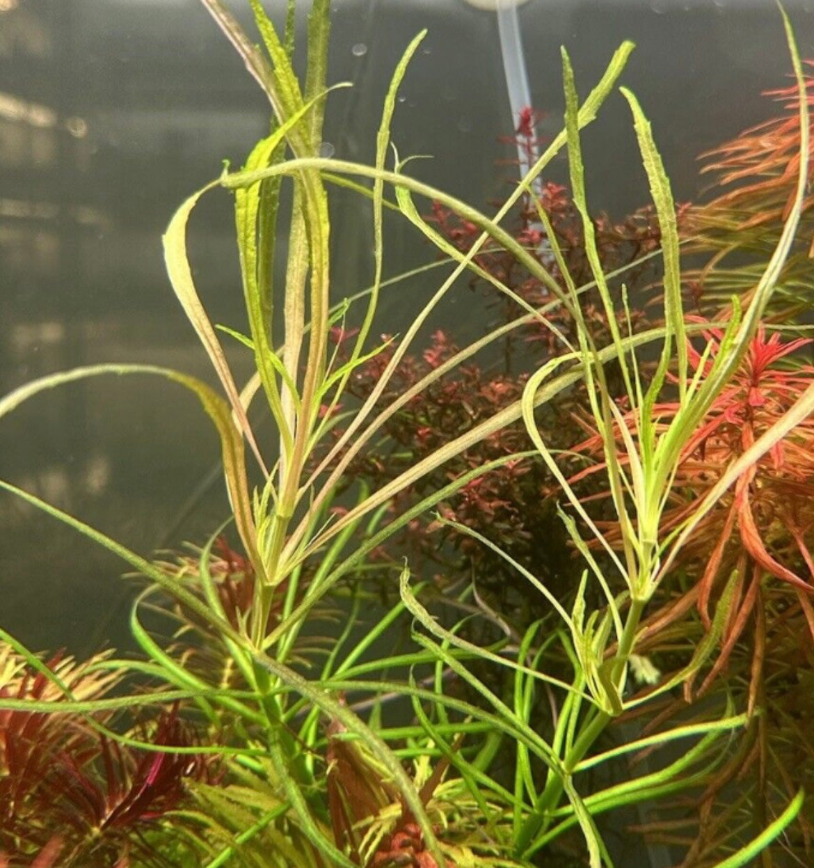 Pogostemon Stellatus Octopus – Aquatic Plant Man
