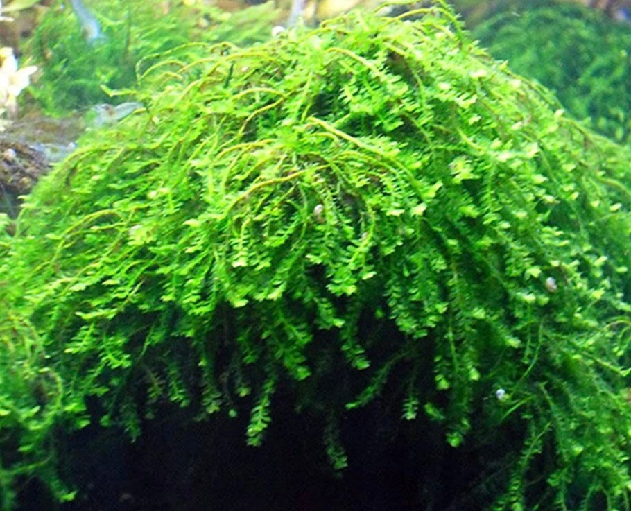 Pilo Moss Pilotrichaceae – Aquatic Plant Man