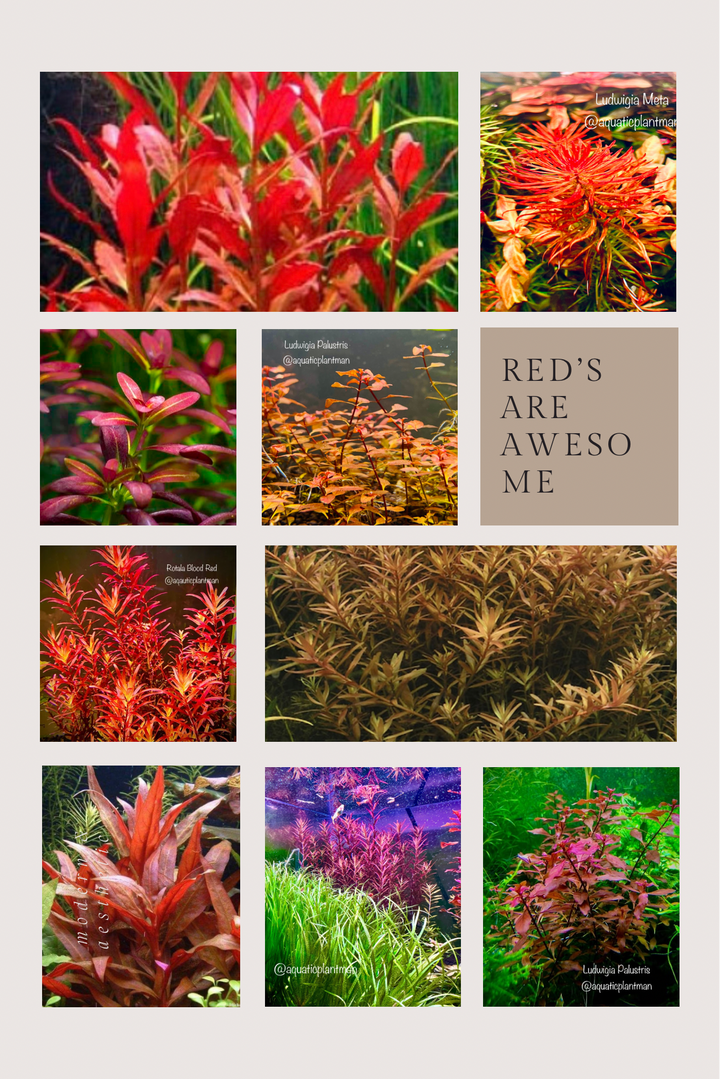 Aquatic Plant Packages – Aquatic Plant Man