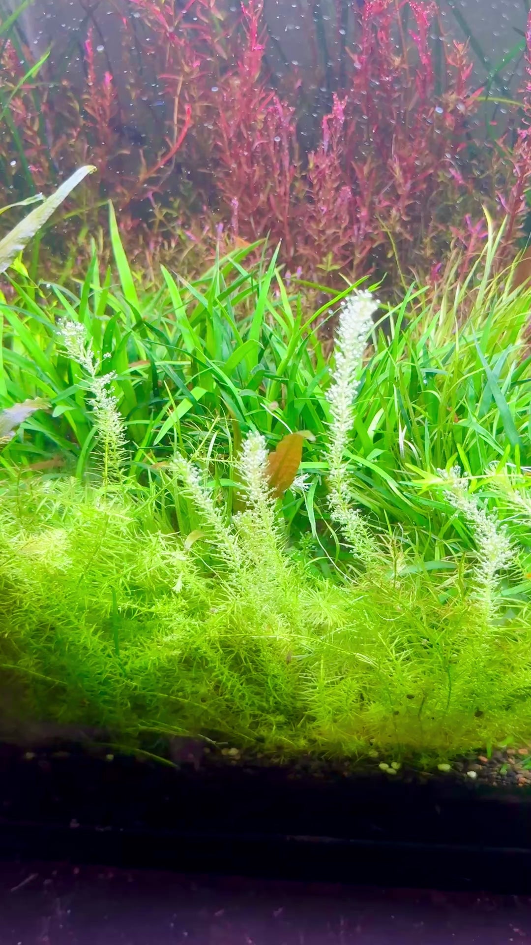 Mayaca Fluviatilis aquatic plant. – Aquatic Plant Man