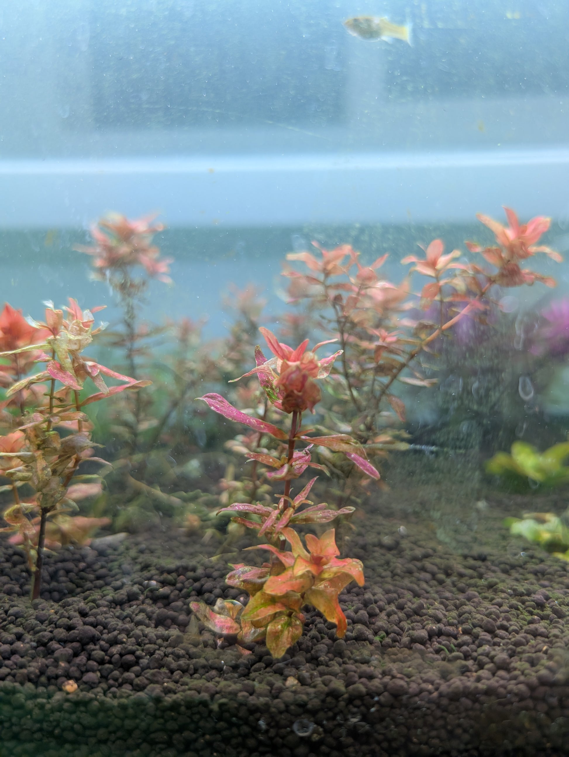 Rotala Macrandra – Aquatic Plant Man