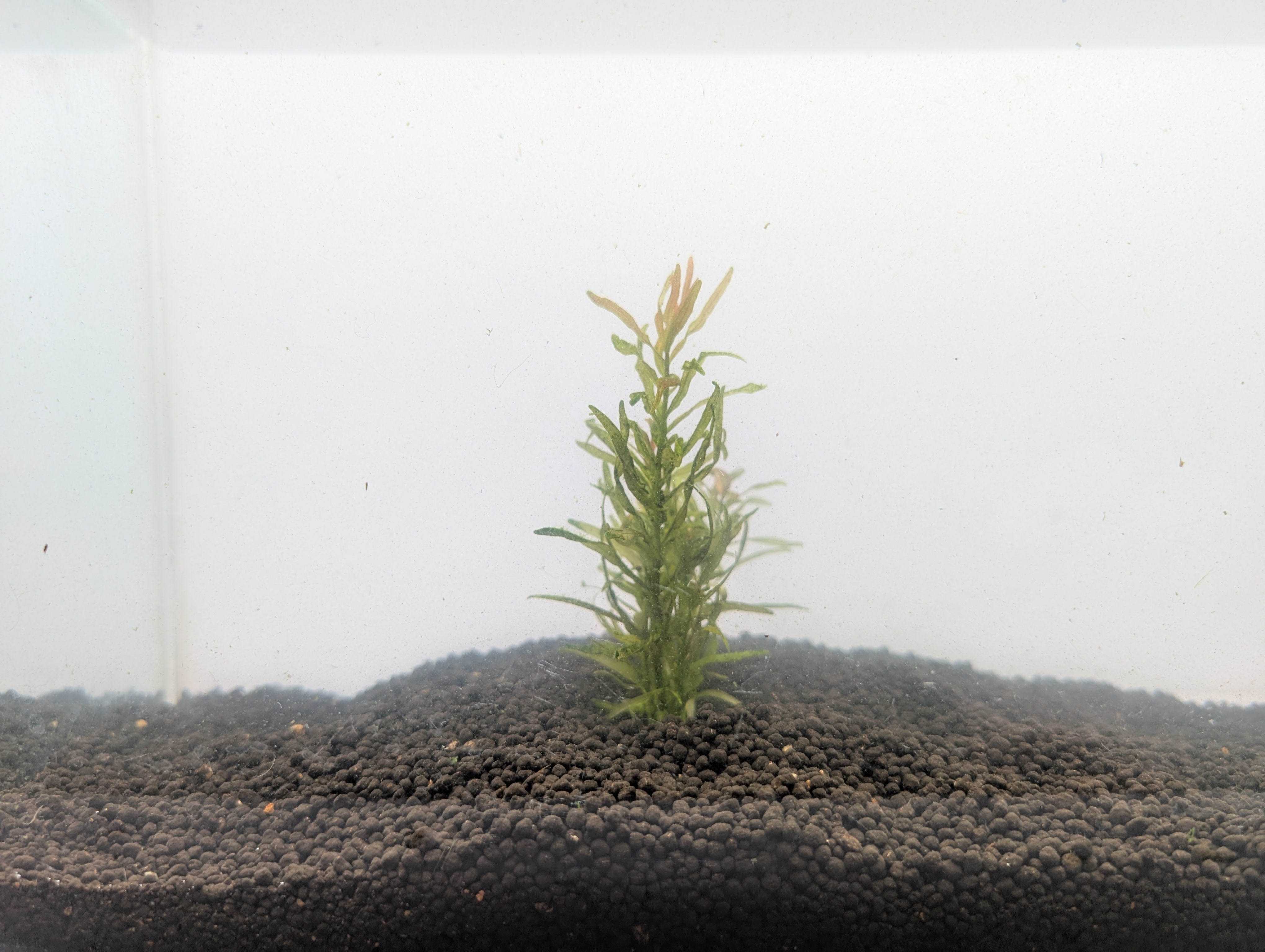 Rotala Sp. Fujian – Aquatic Plant Man