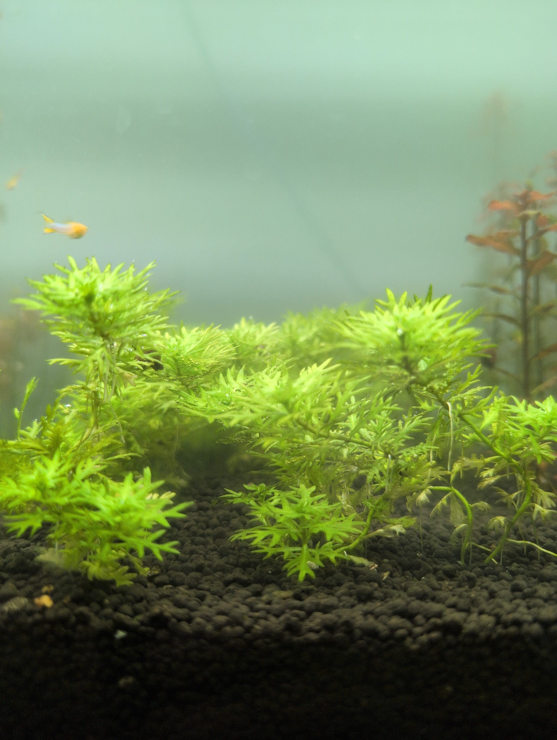 Hottonia Palustris – Aquatic Plant Man