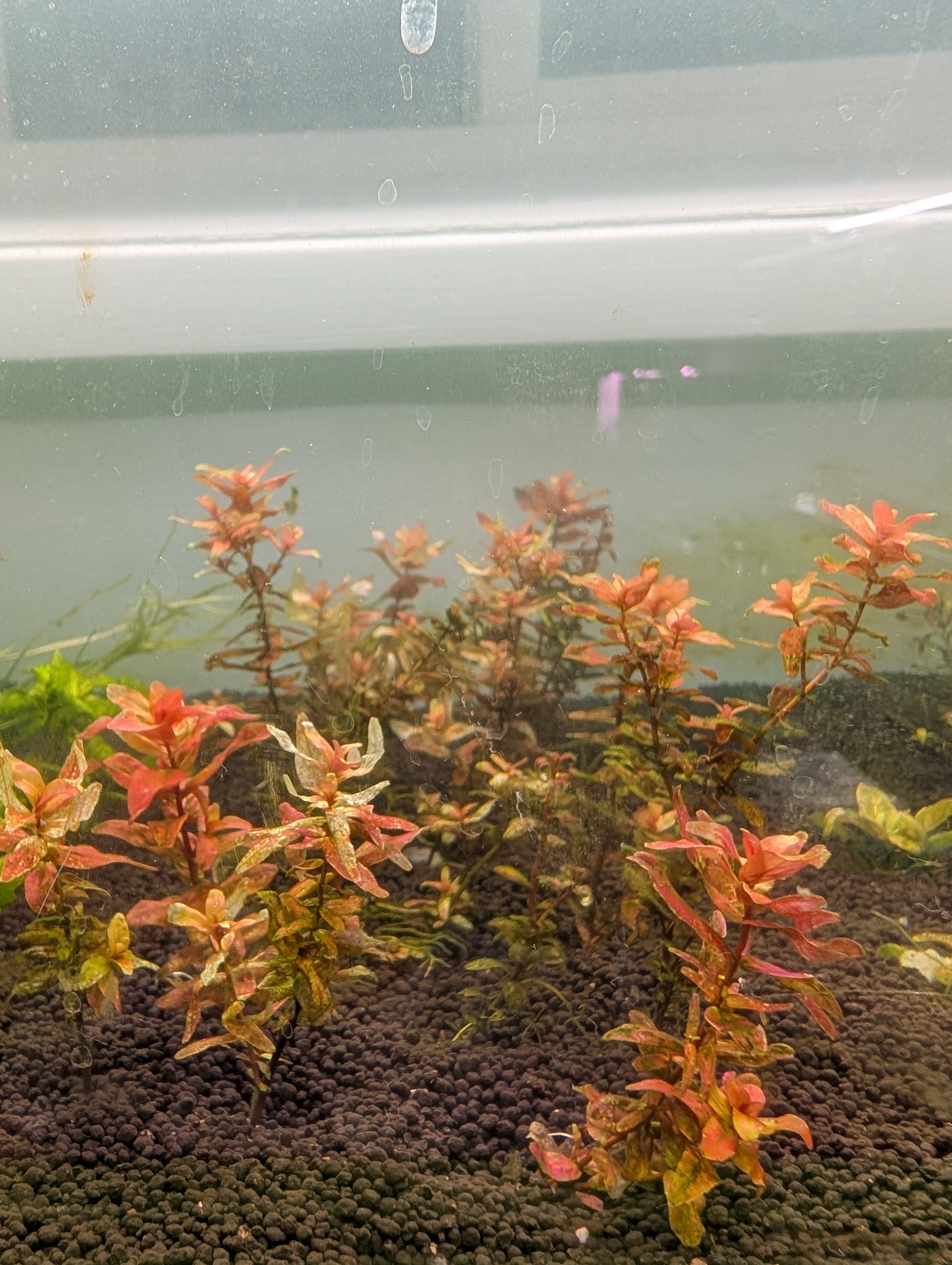 Rotala Macrandra – Aquatic Plant Man