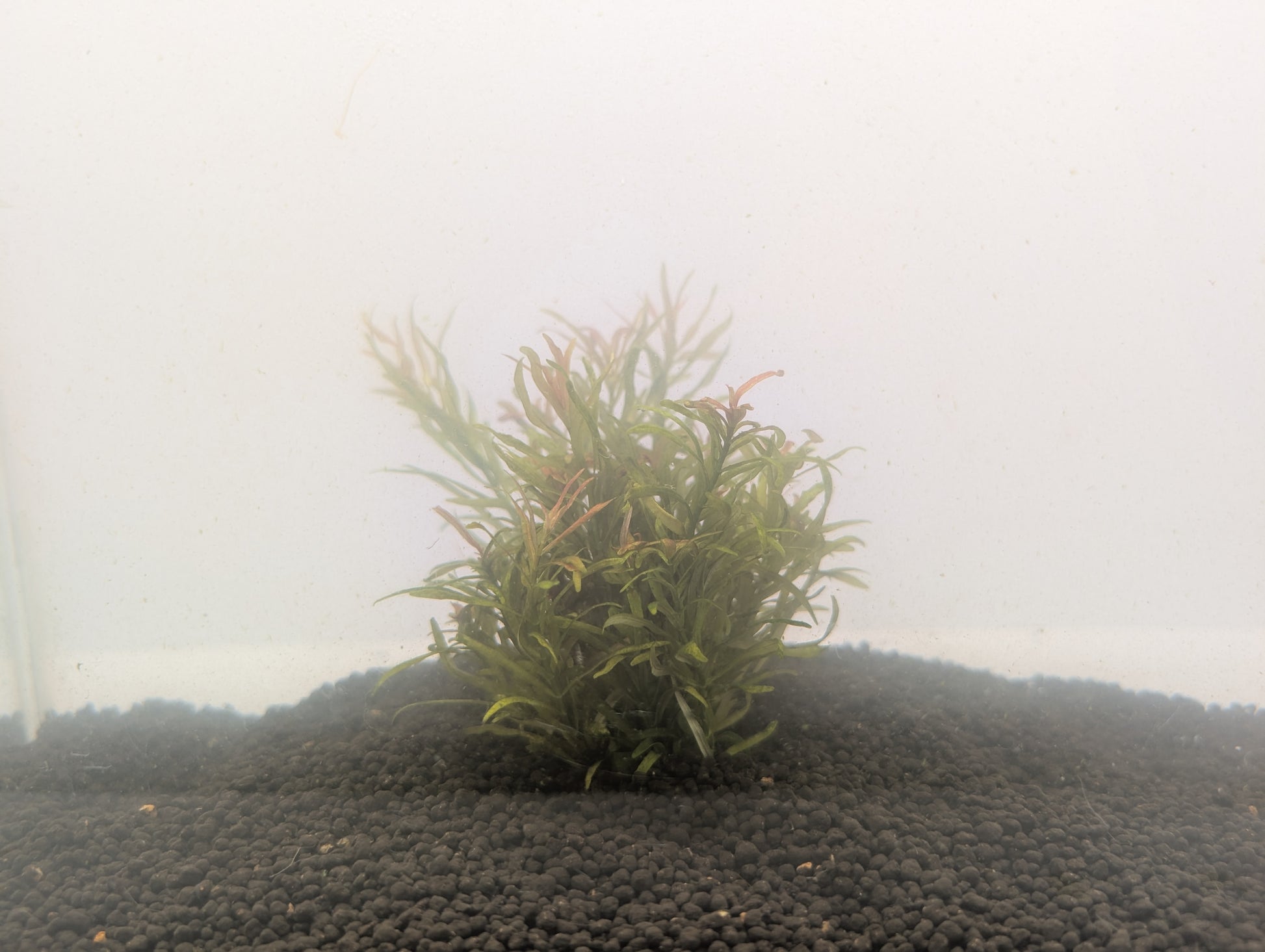 Rotala Sp. Fujian – Aquatic Plant Man