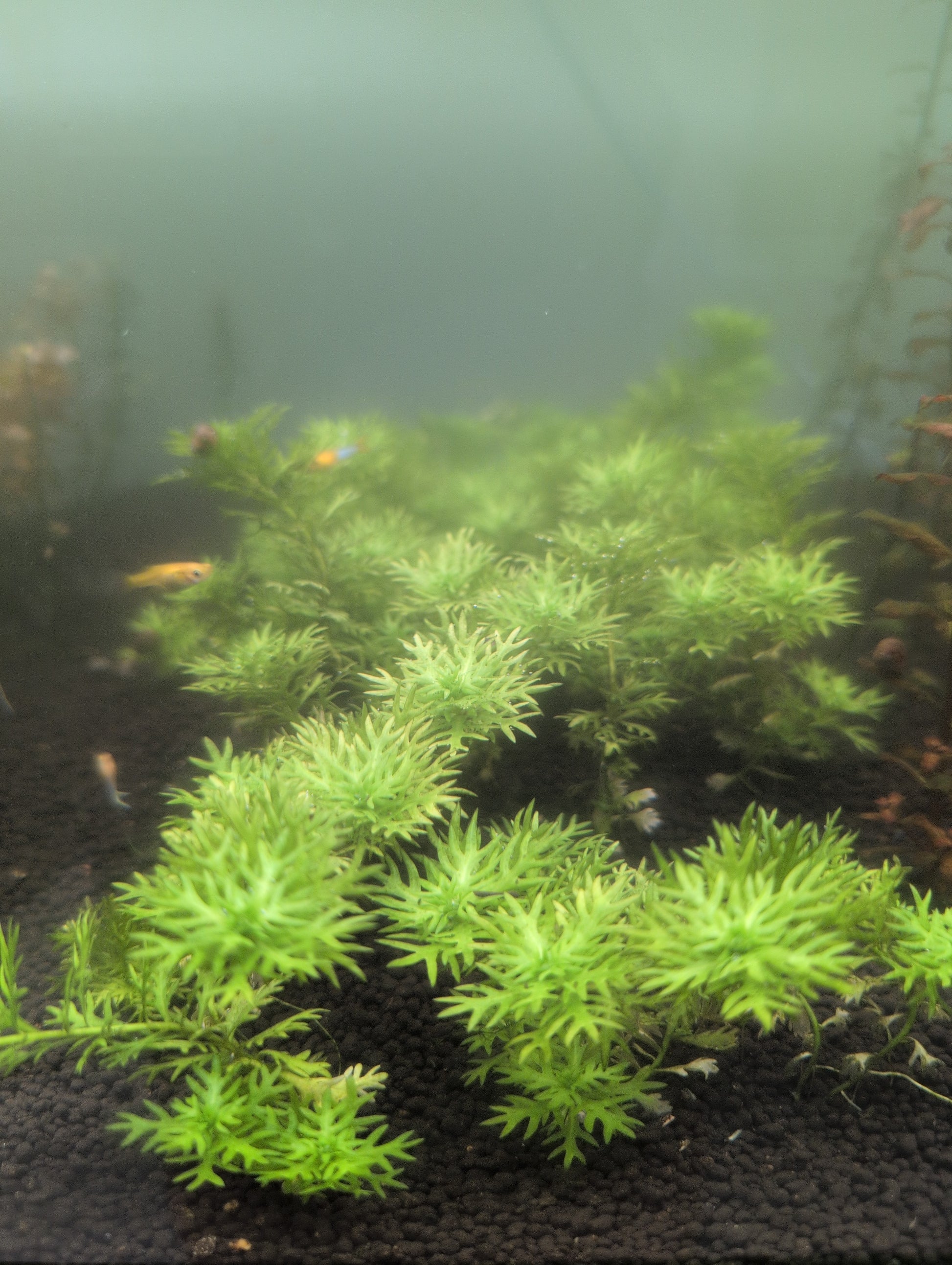 Hottonia Palustris – Aquatic Plant Man