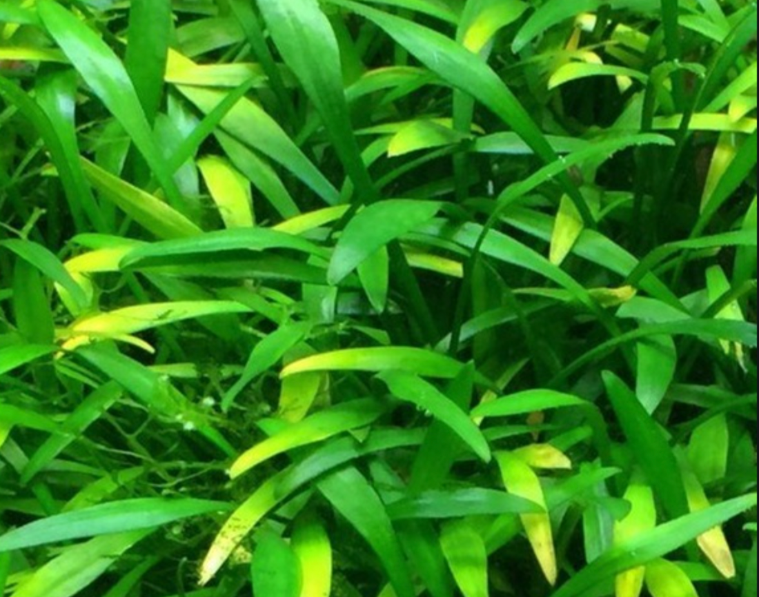 Cryptocoryne parva – Aquatic Plant Man