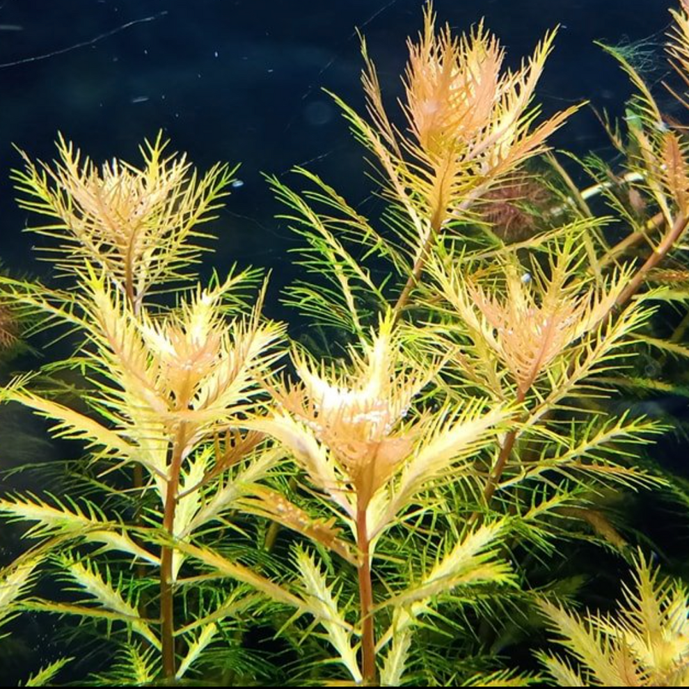 Mermaid Weed (Proserpinaca palustris) – Aquatic Plant Man