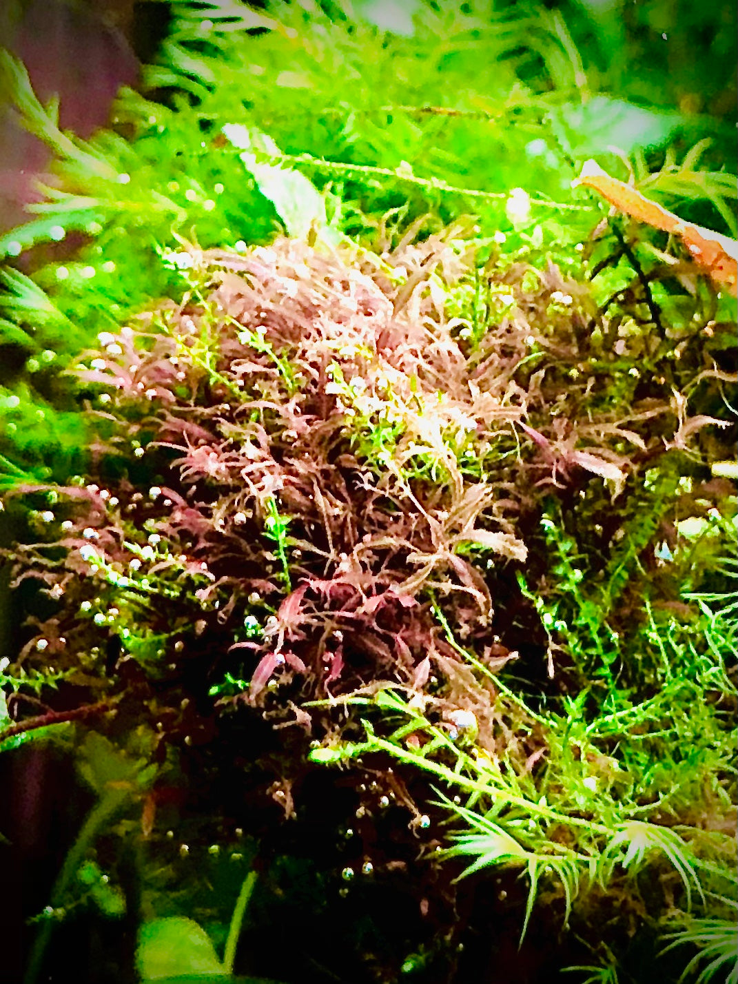 Aquatic Moss – Aquatic Plant Man