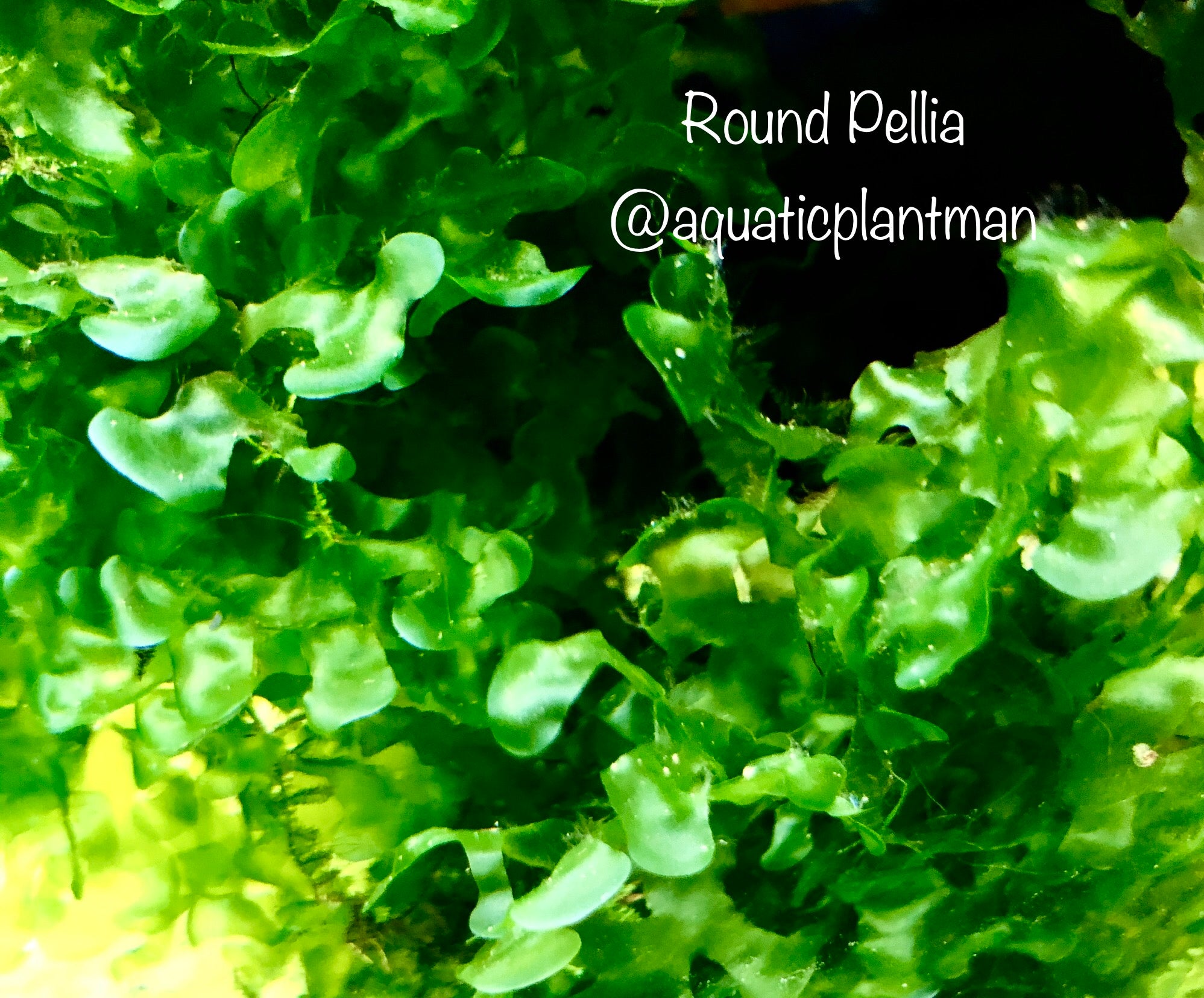 Round Pellia Moss – Aquatic Plant Man