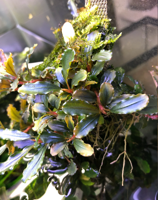 Bucephalandra Thea Red – Aquatic Plant Man