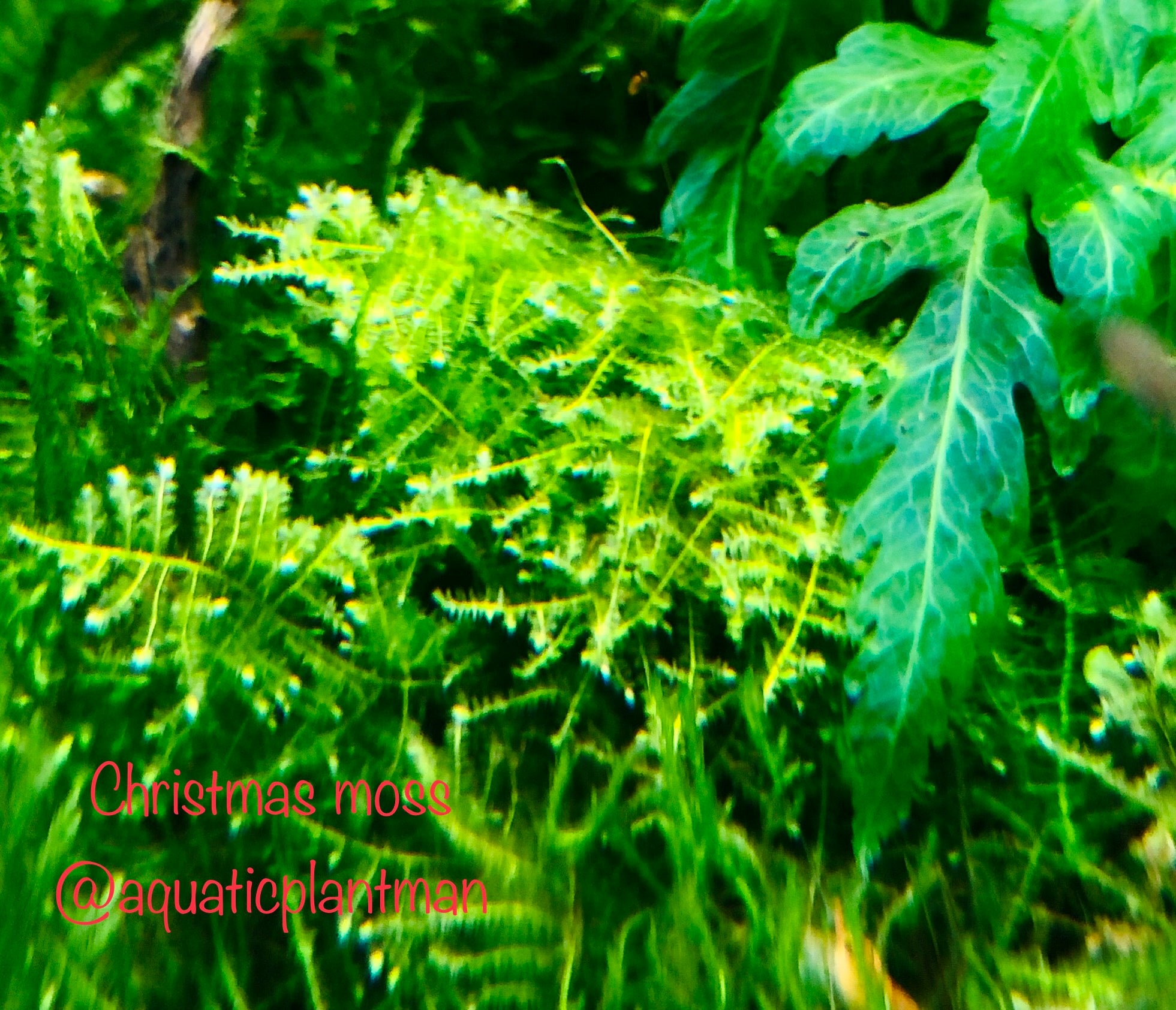 Christmas Moss – Aquatic Plant Man