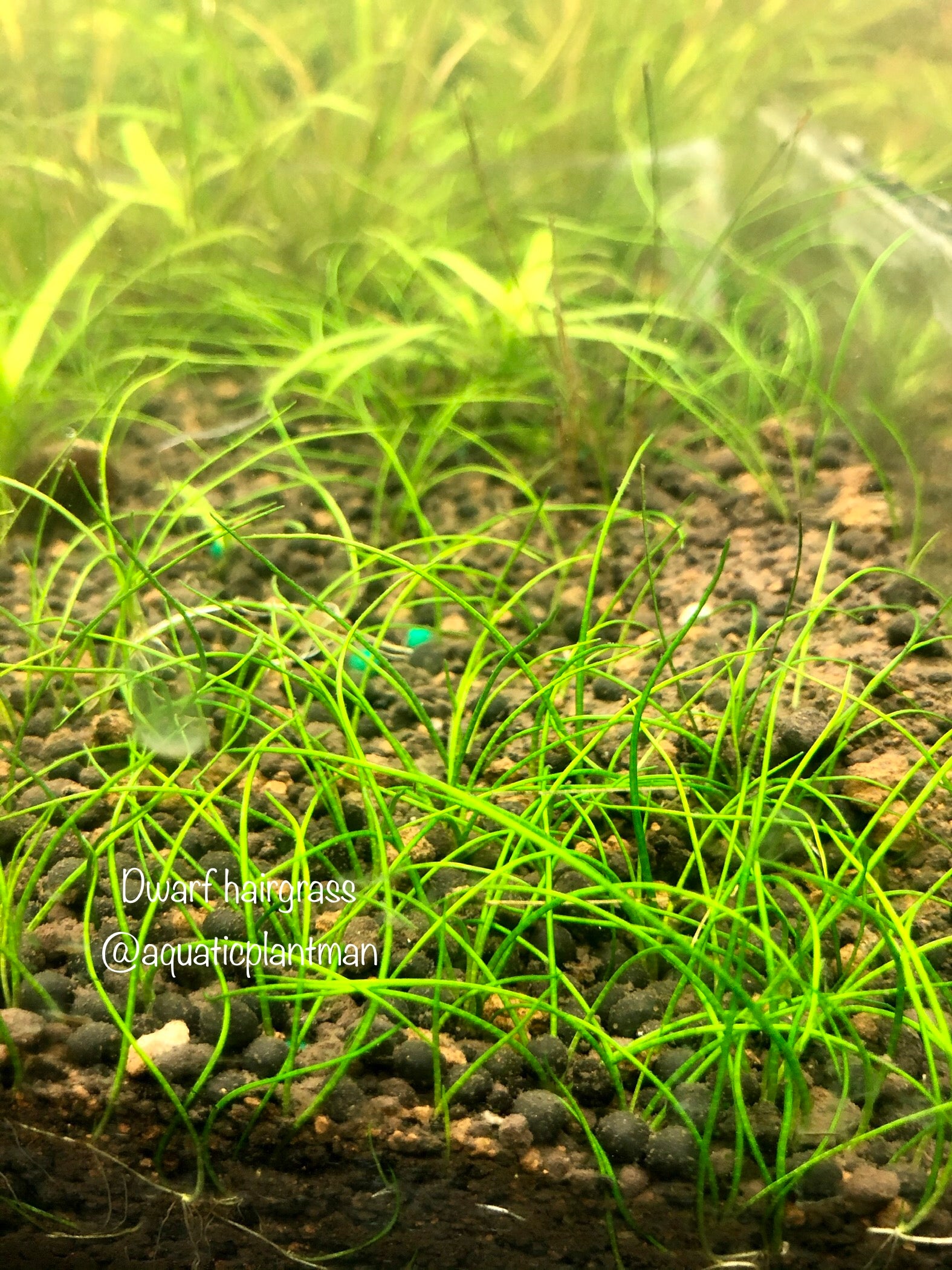 Dwarf Hair Grass Dwarf Hair Grass – Aqua Planteria