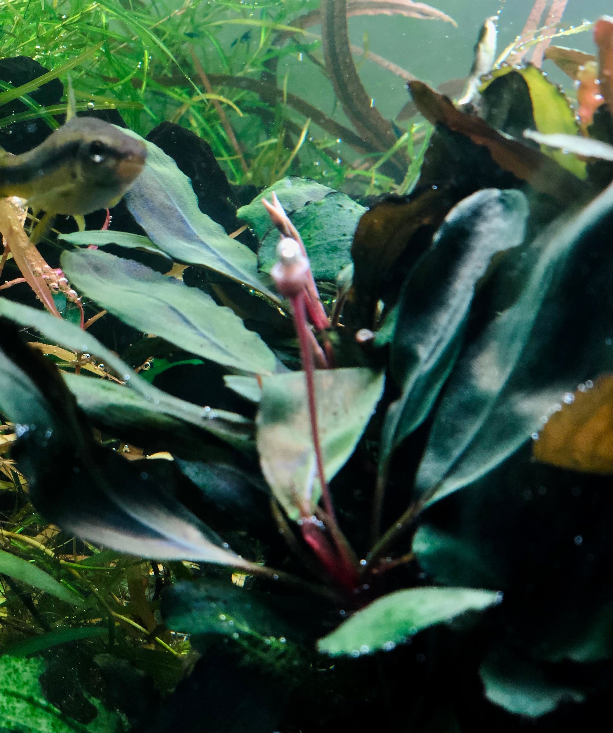 Bucephalandra Super Black – Aquatic Plant Man