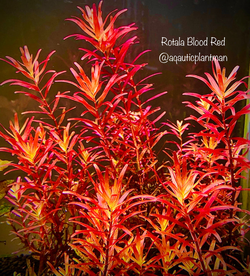 Rotala blood red (rare) – Aquatic Plant Man