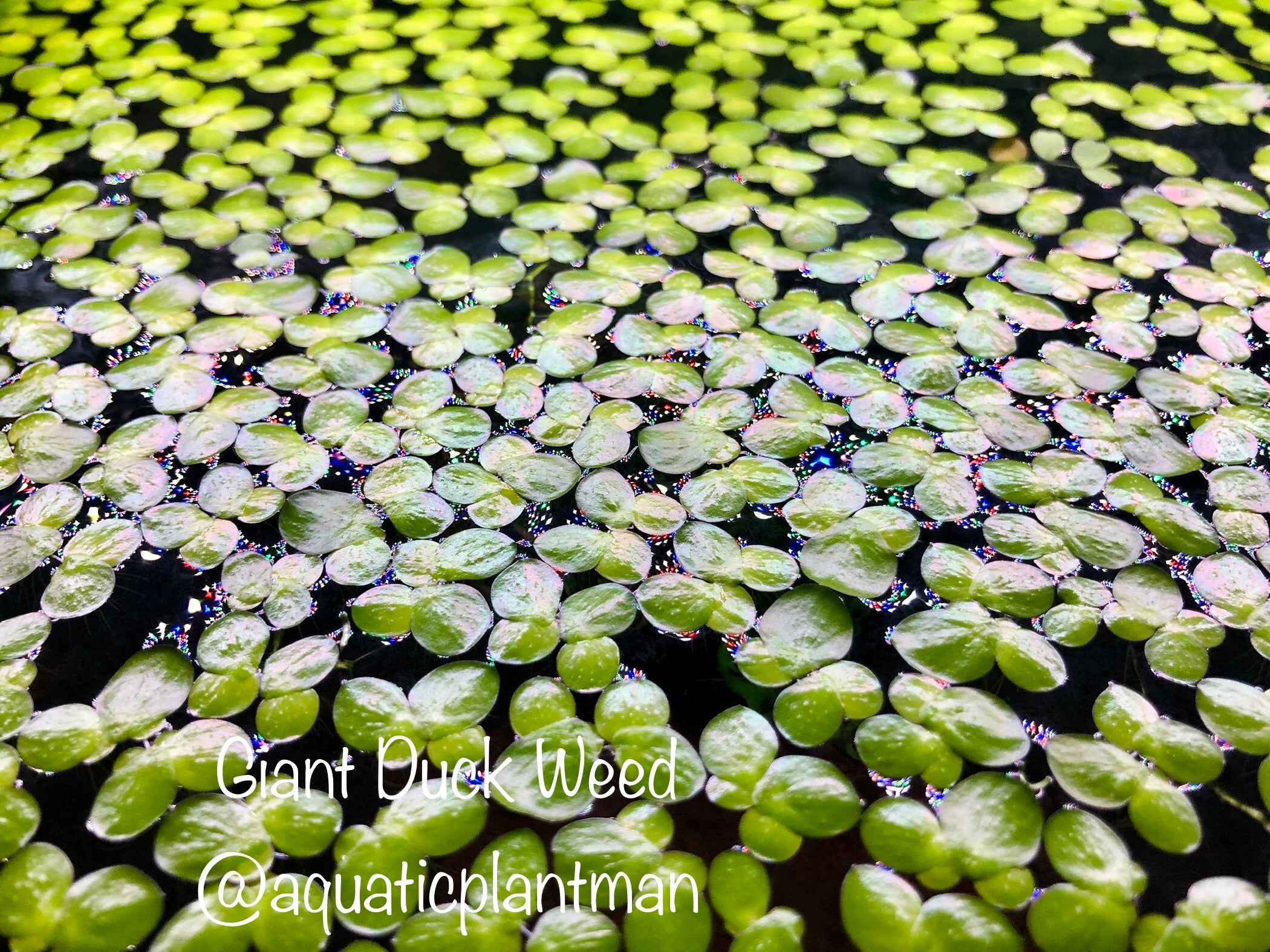 Giant duck weed – Aquatic Plant Man
