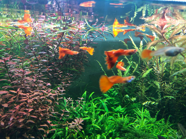 Aquarium Aquatic Plants| Toronto, Calgary, Montreal, Canada, Vancouver ...