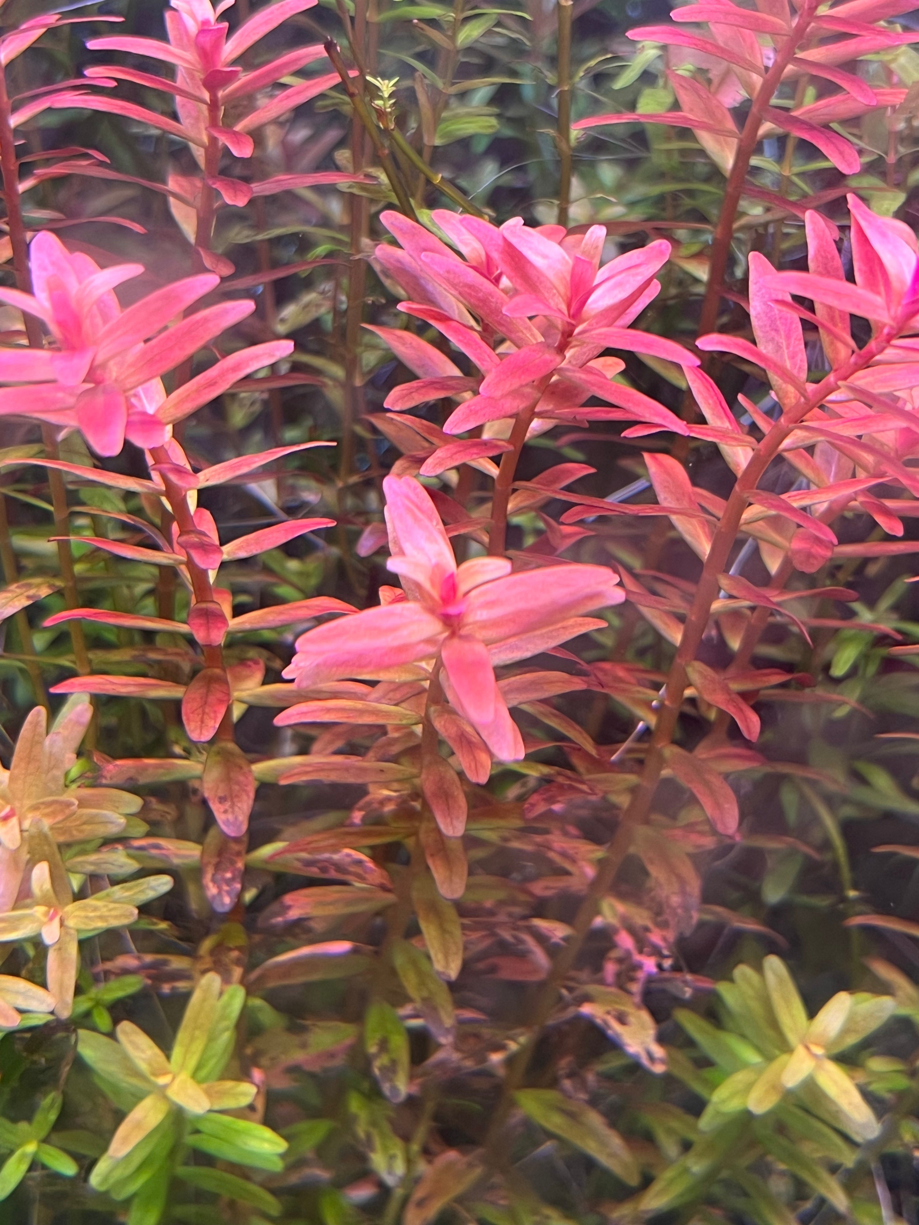Rotala Macrandra mini pink – Aquatic Plant Man