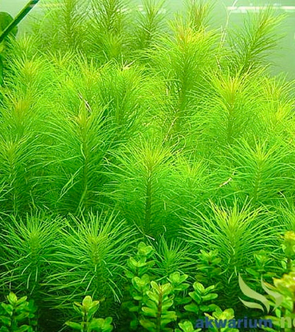 Pogostemon Erectus – Aquatic Plant Man