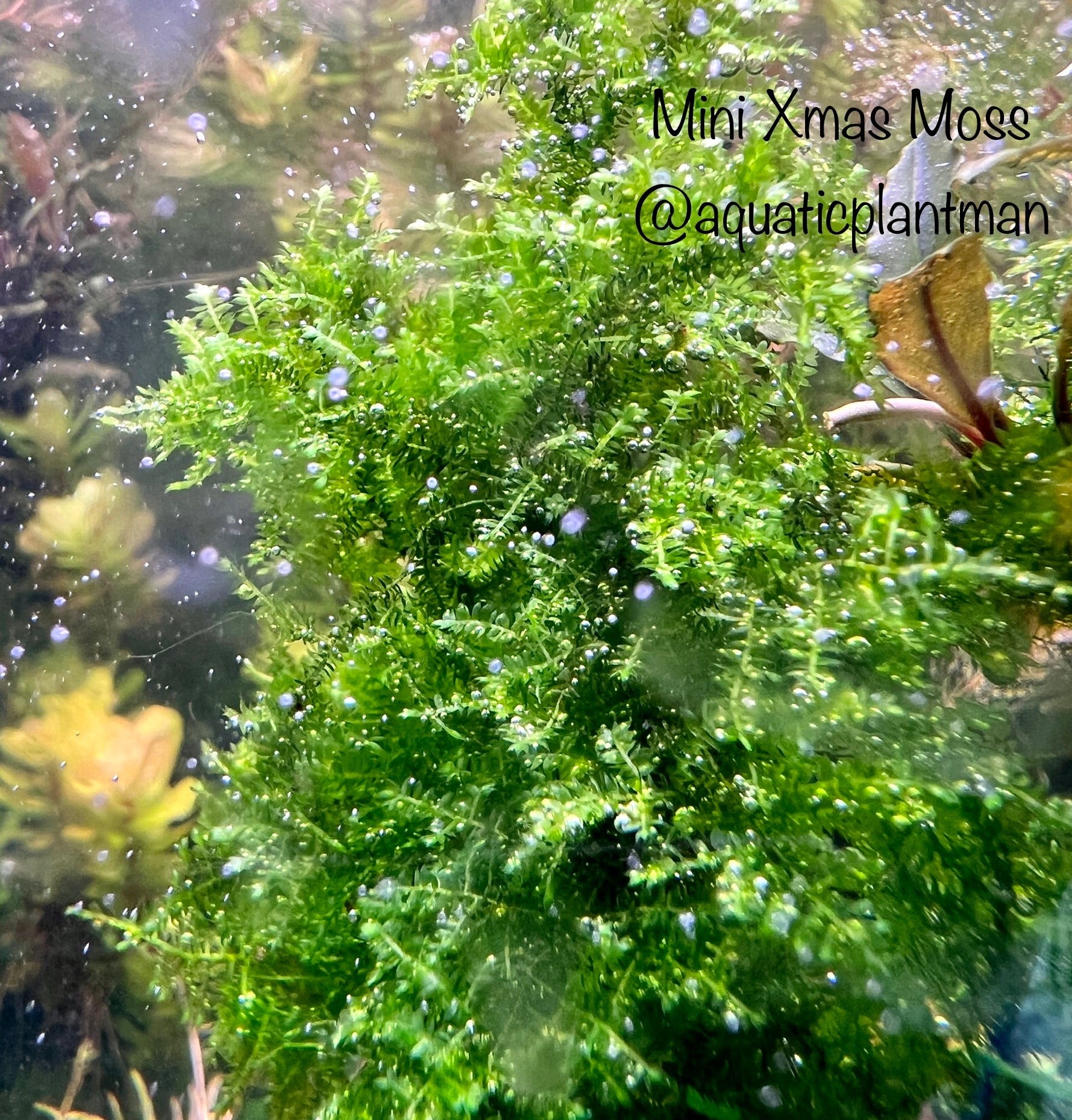 Mini Christmas Moss – Aquatic Plant Man