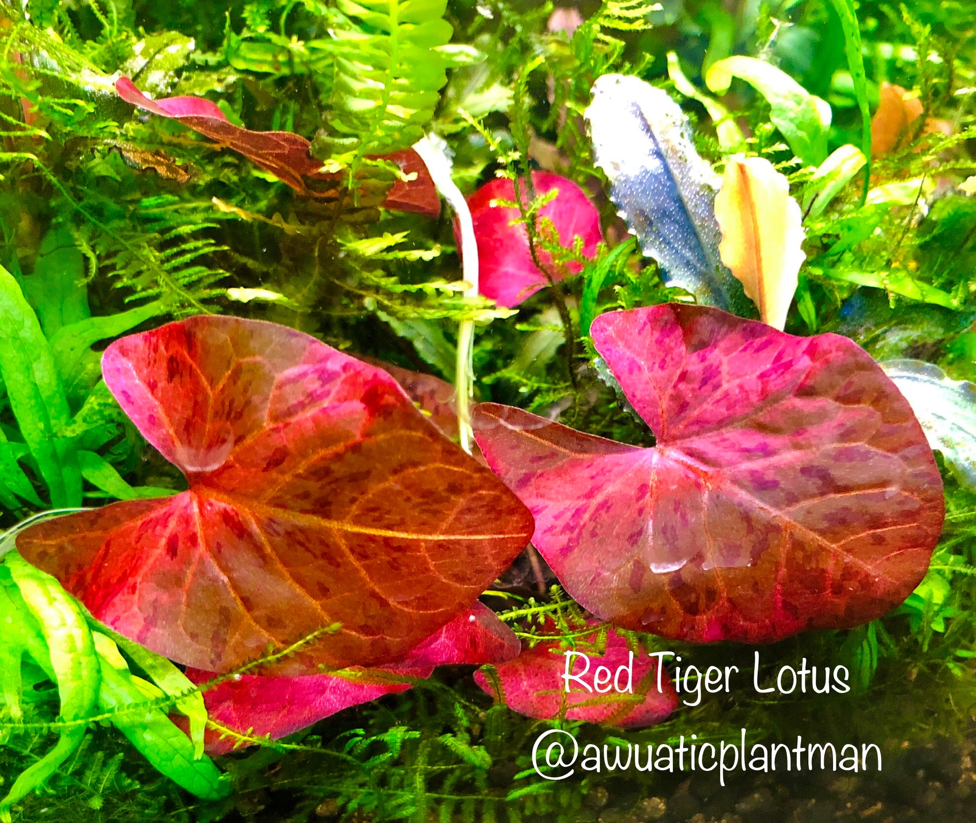 Red Tiger Lotus – Aquatic Plant Man