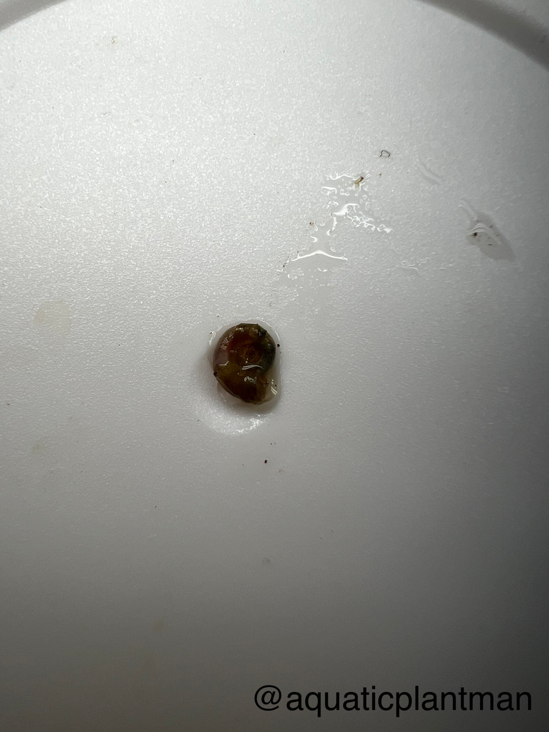 Mini Ramshorn snail X8 – Aquatic Plant Man