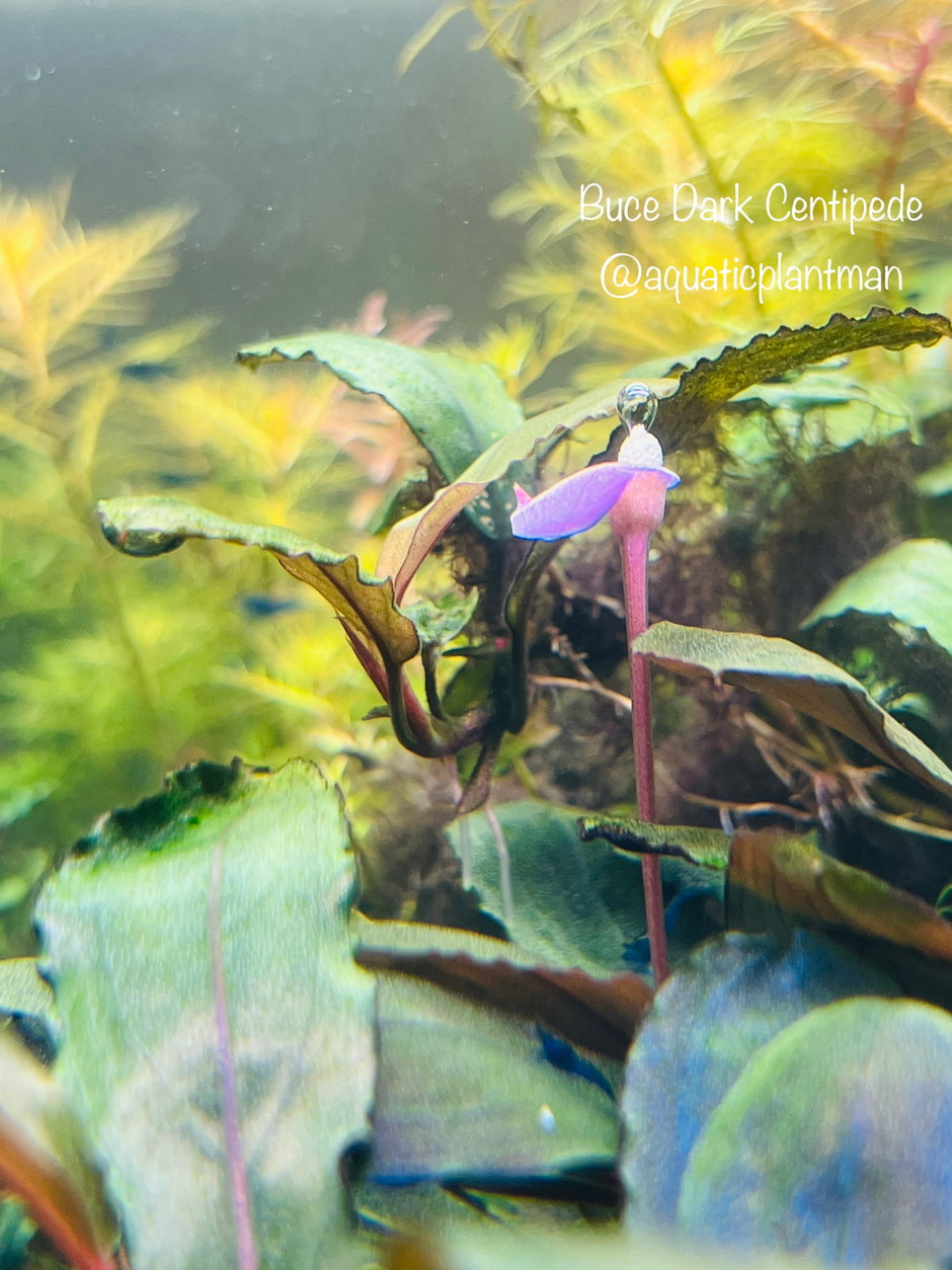 Bucephalandra Aquatic Plants – Aquatic Plant Man