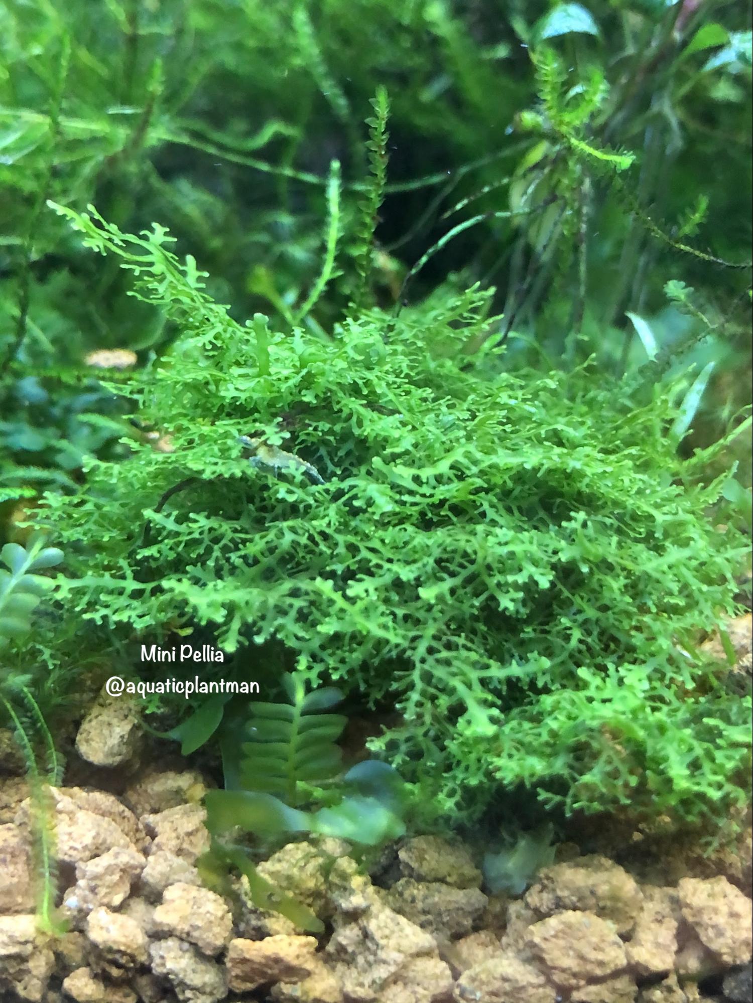 Mini Pellia (riccardia) – Aquatic Plant Man