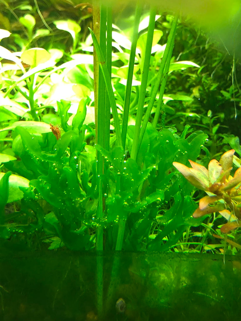 Round Pellia Moss – Aquatic Plant Man